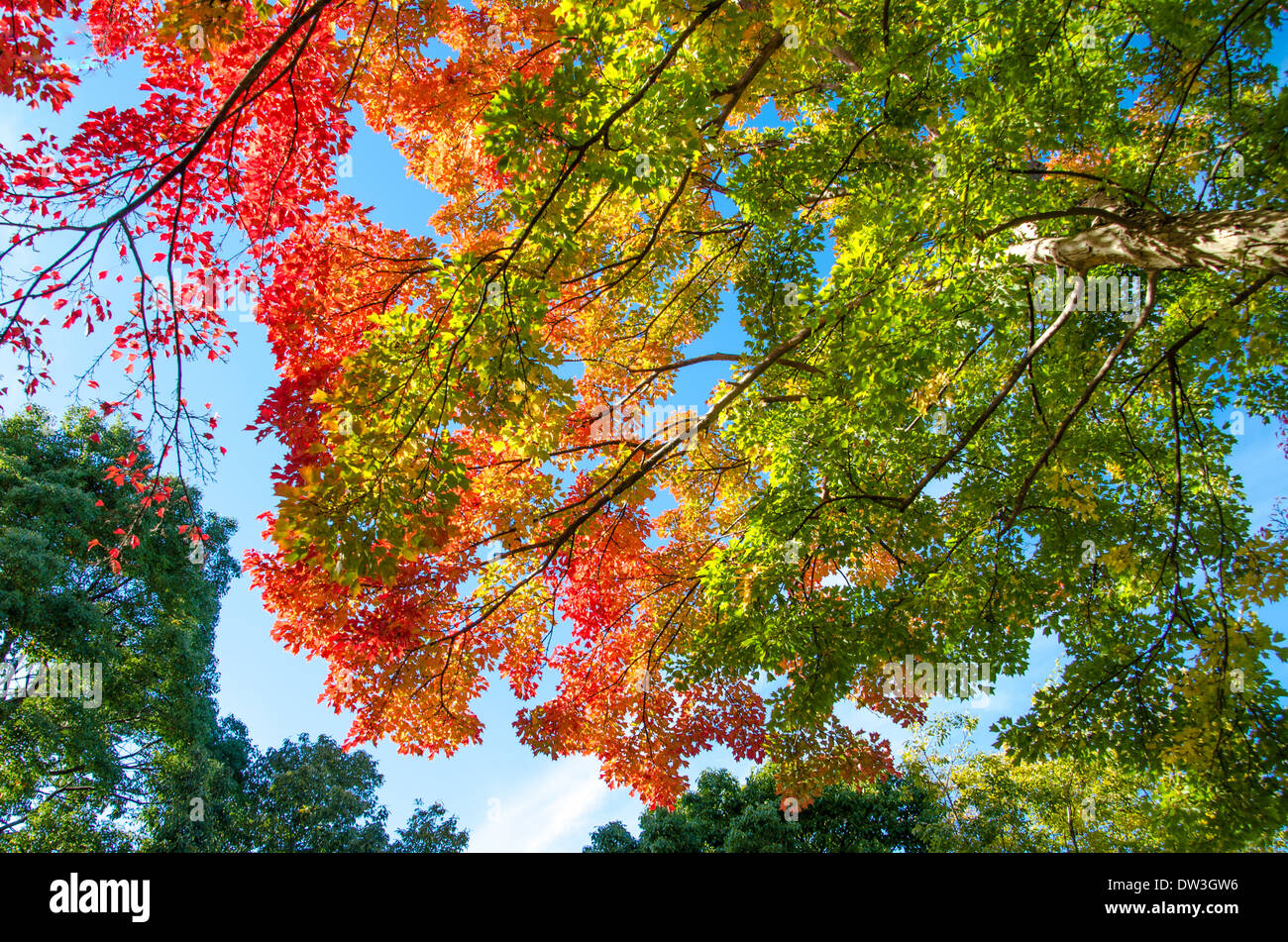 Maple trees and sky Stock Photo - Alamy