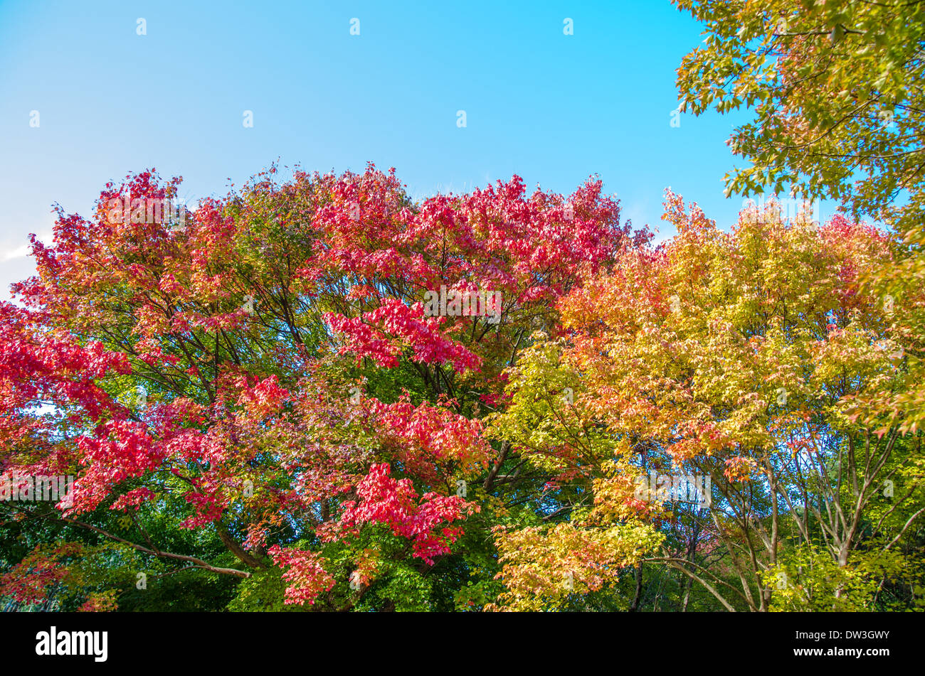 Trident maple hi-res stock photography and images - Alamy