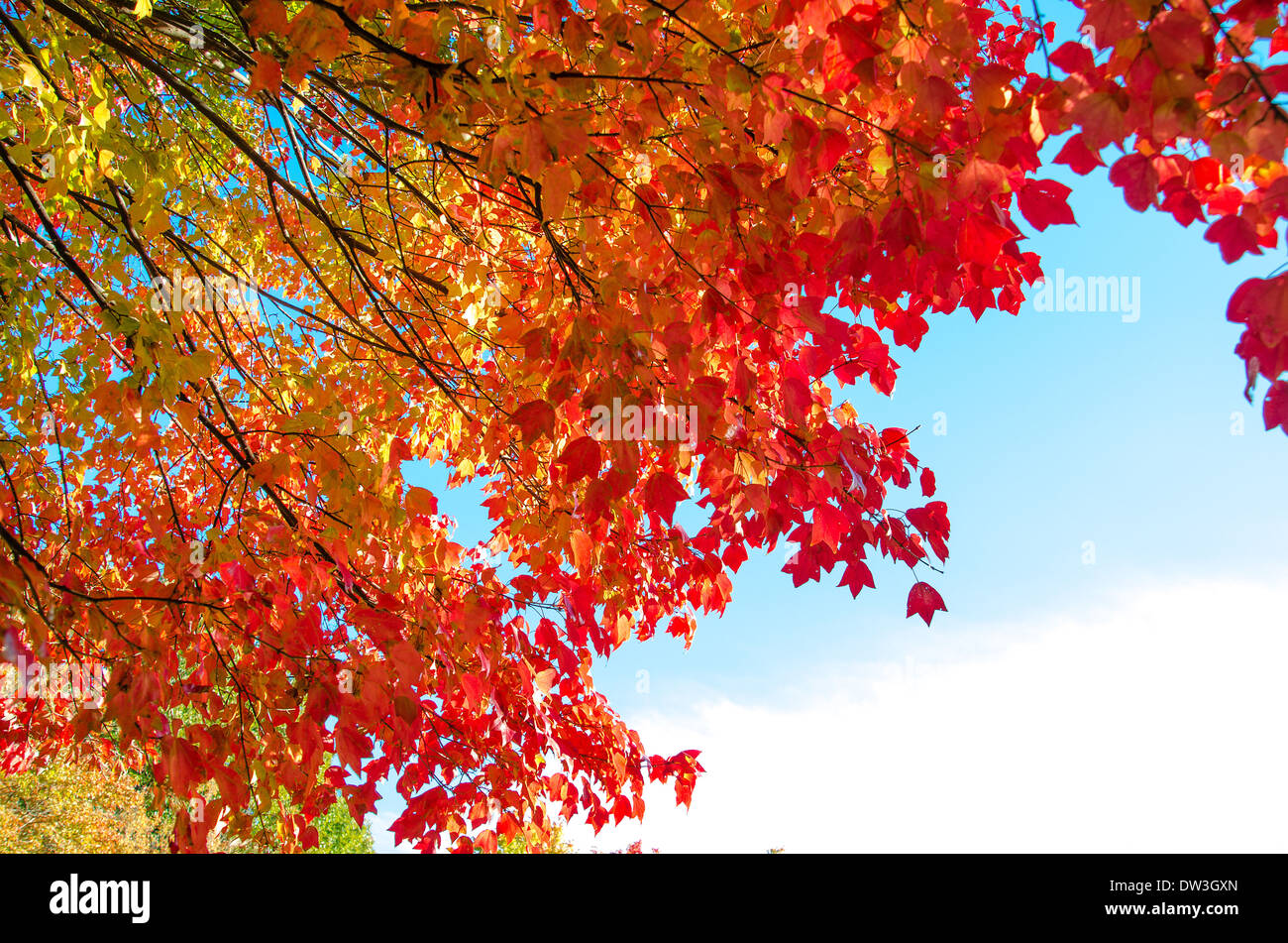 Trident maple hi-res stock photography and images - Alamy
