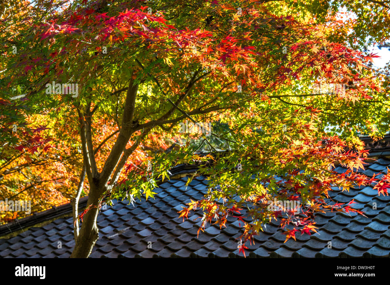 Autumn leaves and tiled roof Stock Photo - Alamy