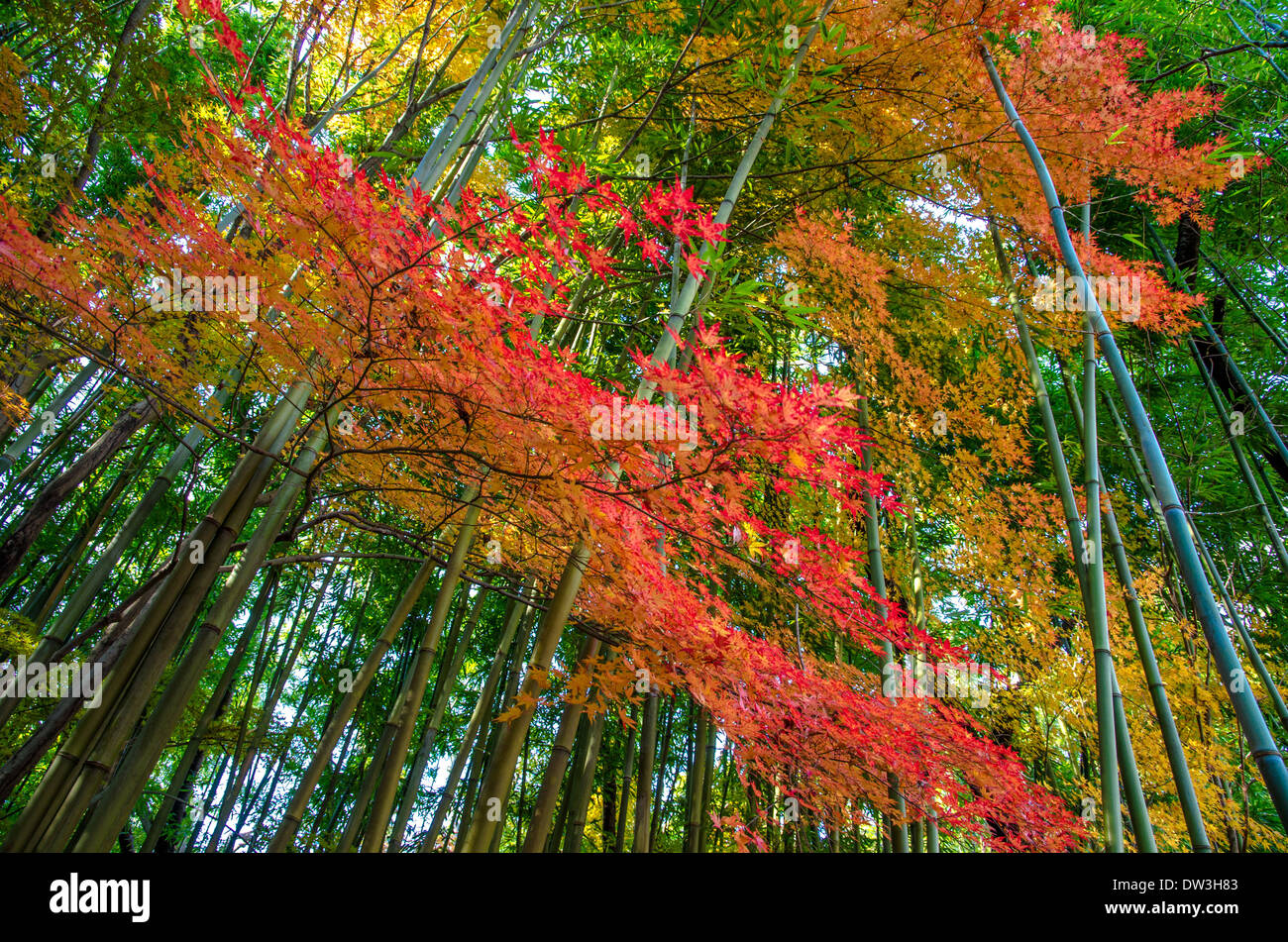 Nagoya forest hi-res stock photography and images - Alamy
