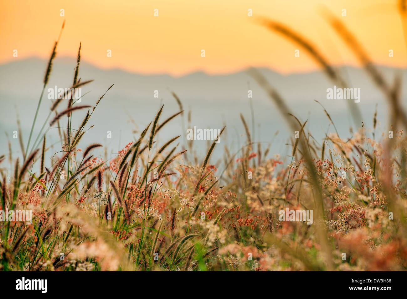 Beautiful view landscape flowers hi-res stock photography and images ...