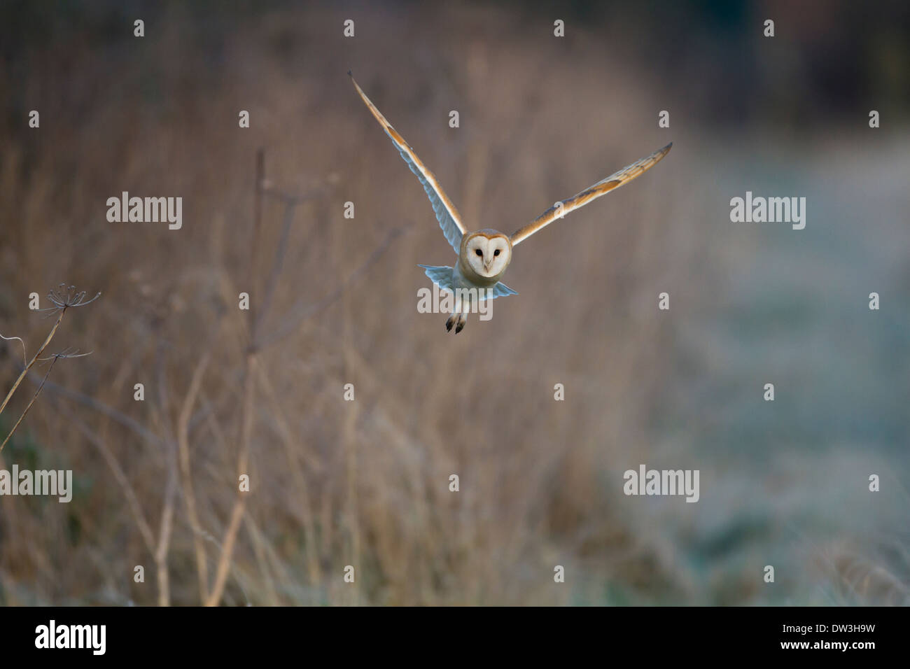 Barn Owl (Tyto alba), adult hunting over rough grassland at Pilling ...