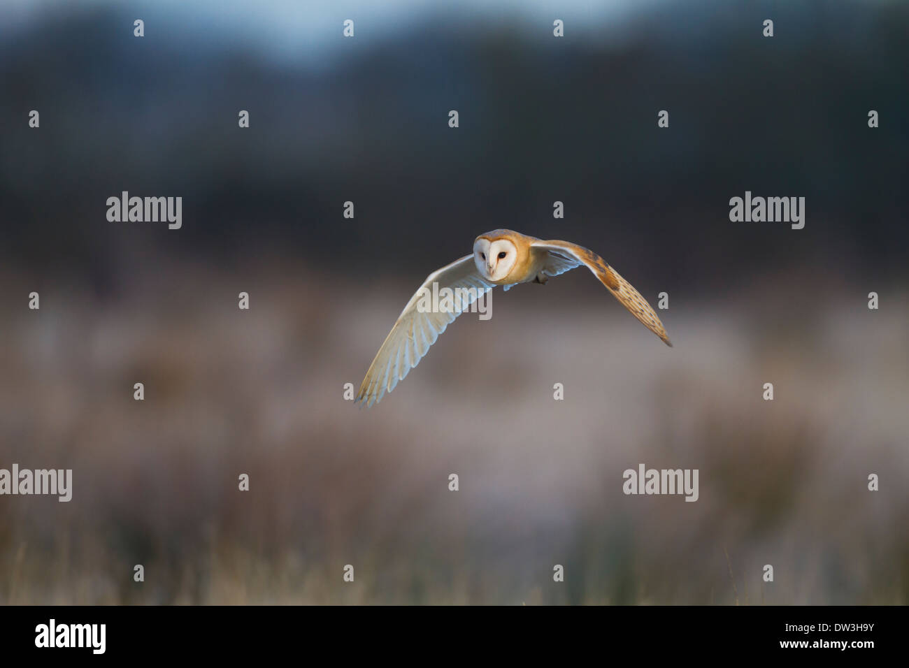 Barn Owl (Tyto alba), adult hunting over rough grassland at Pilling ...