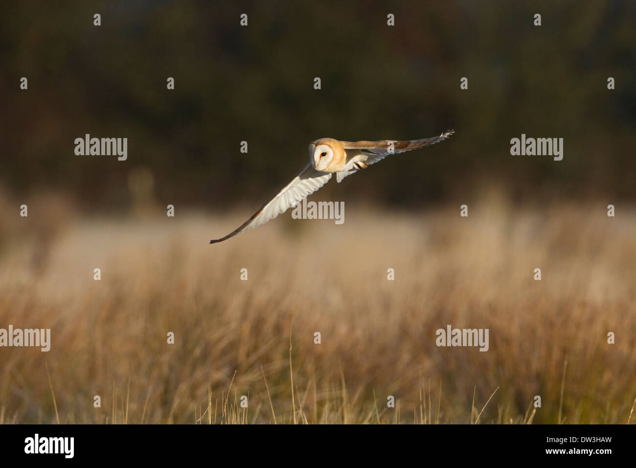 Barn Owl (Tyto alba), adult hunting over rough grassland at Pilling ...