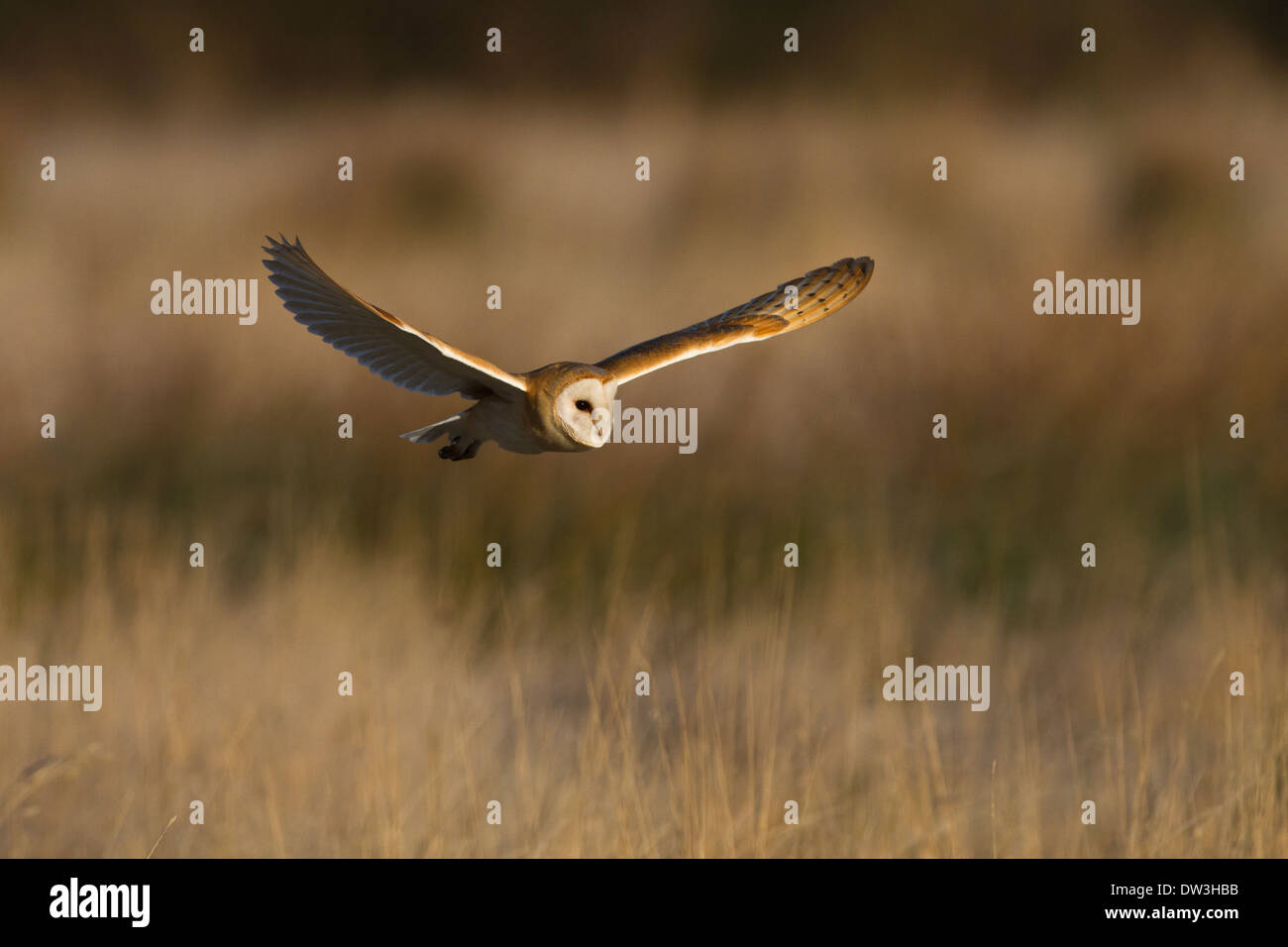 Barn Owl (Tyto alba), adult hunting over rough grassland at Pilling ...