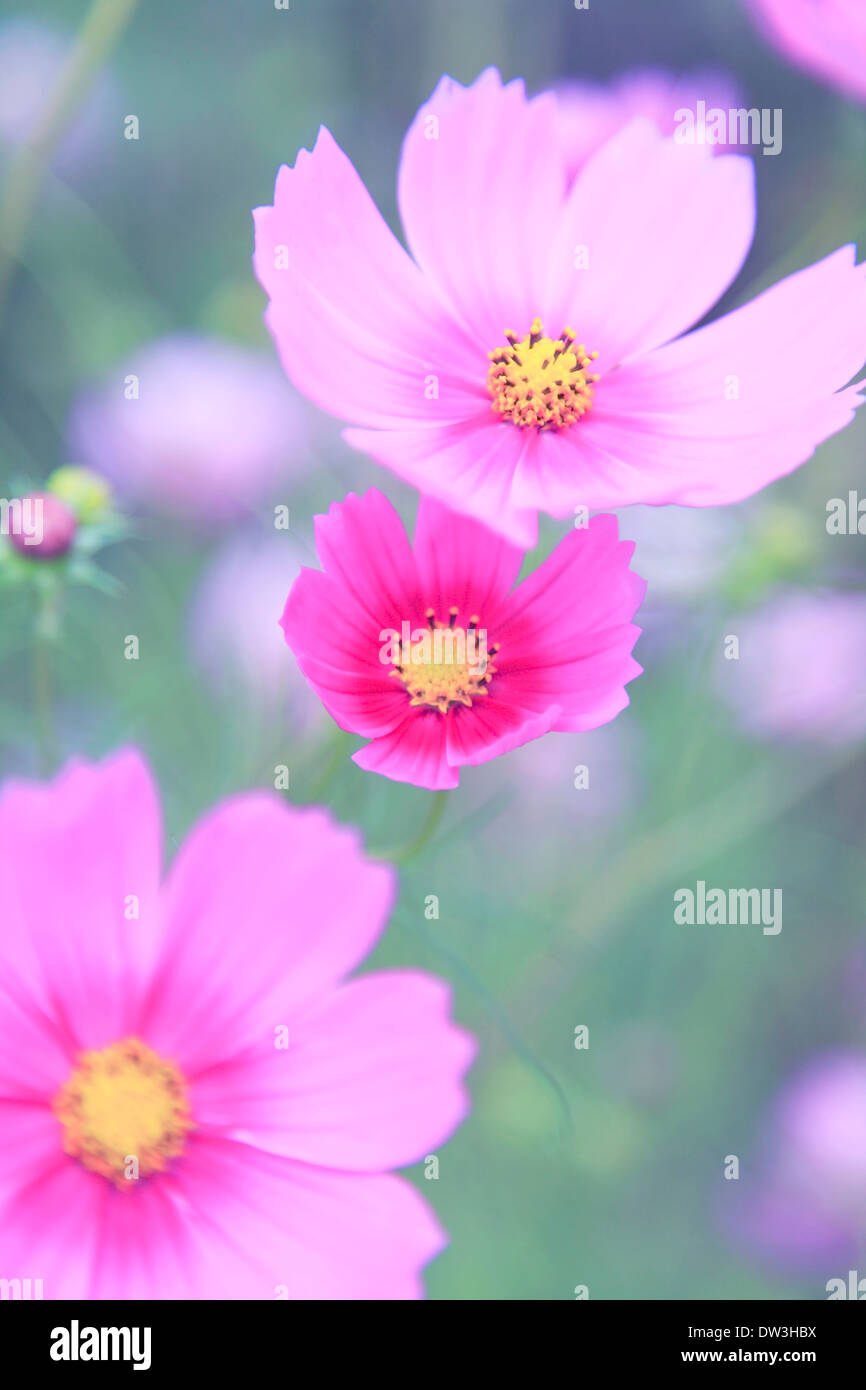 Pale pink cosmos hi-res stock photography and images - Alamy