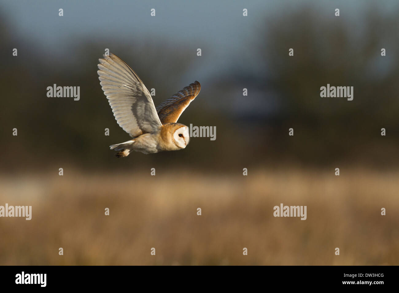Barn Owl (Tyto alba), adult hunting over rough grassland at Pilling ...