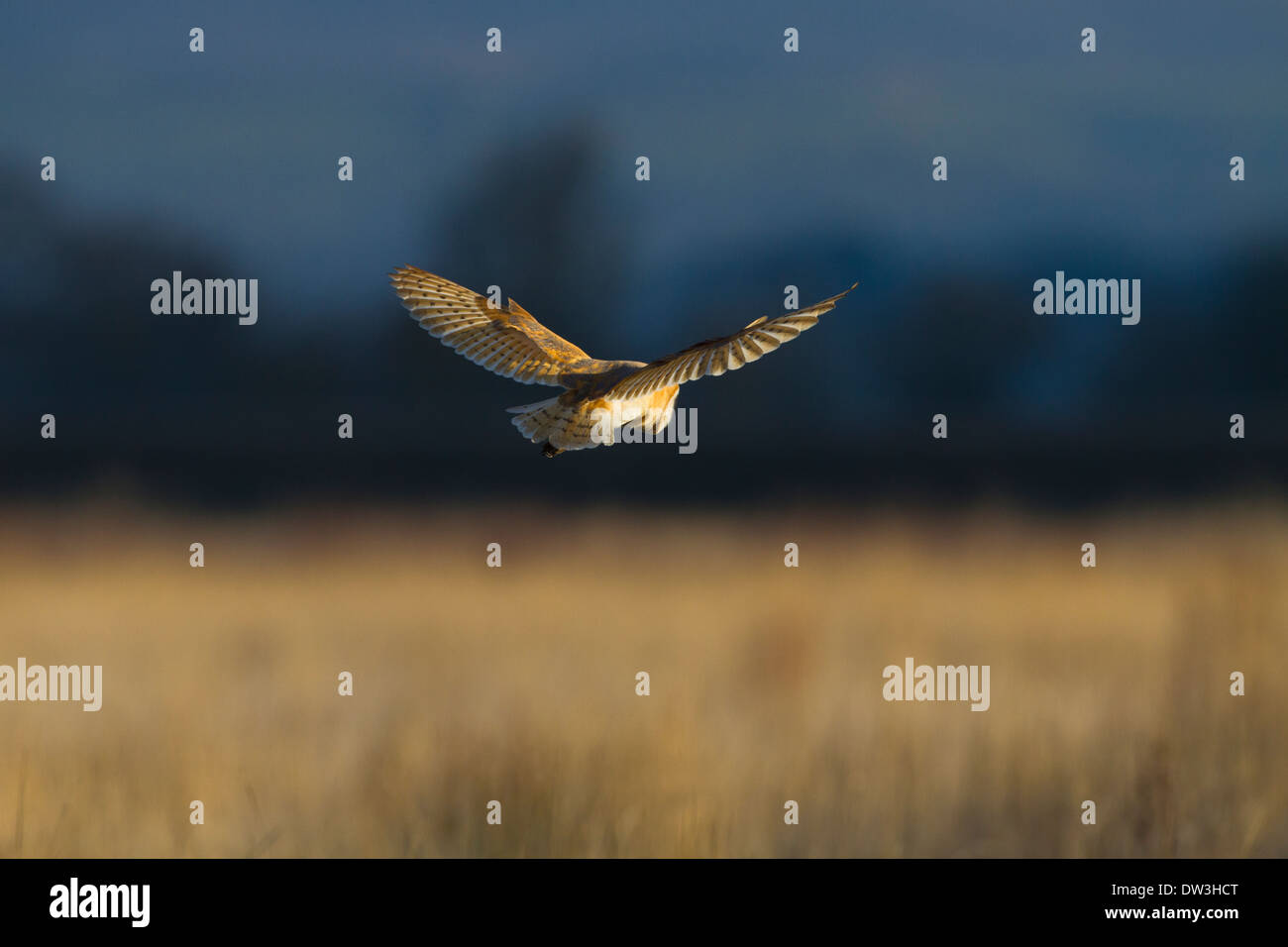 Barn Owl (Tyto alba), adult hunting over rough grassland at Pilling ...