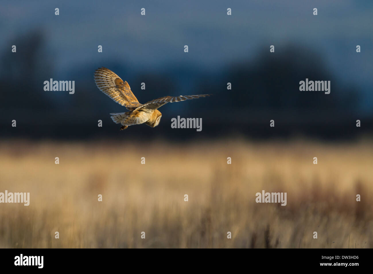 Barn Owl (Tyto alba), adult hunting over rough grassland at Pilling ...