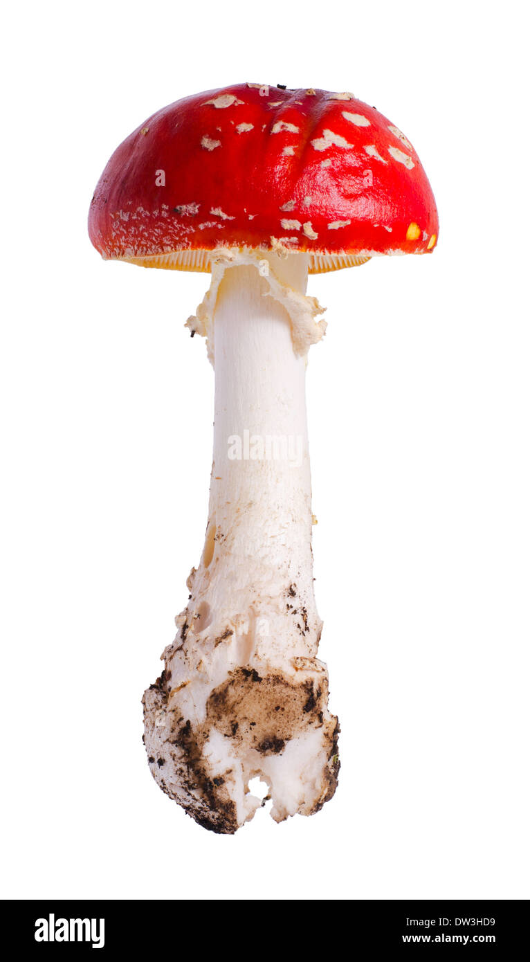A red cap toadstool (Fly Agaric) isolated on a white background Stock ...