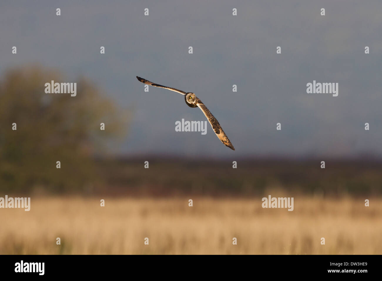 Short-eared owl (Asio flammeus) hunting over rough grassland at Pilling ...
