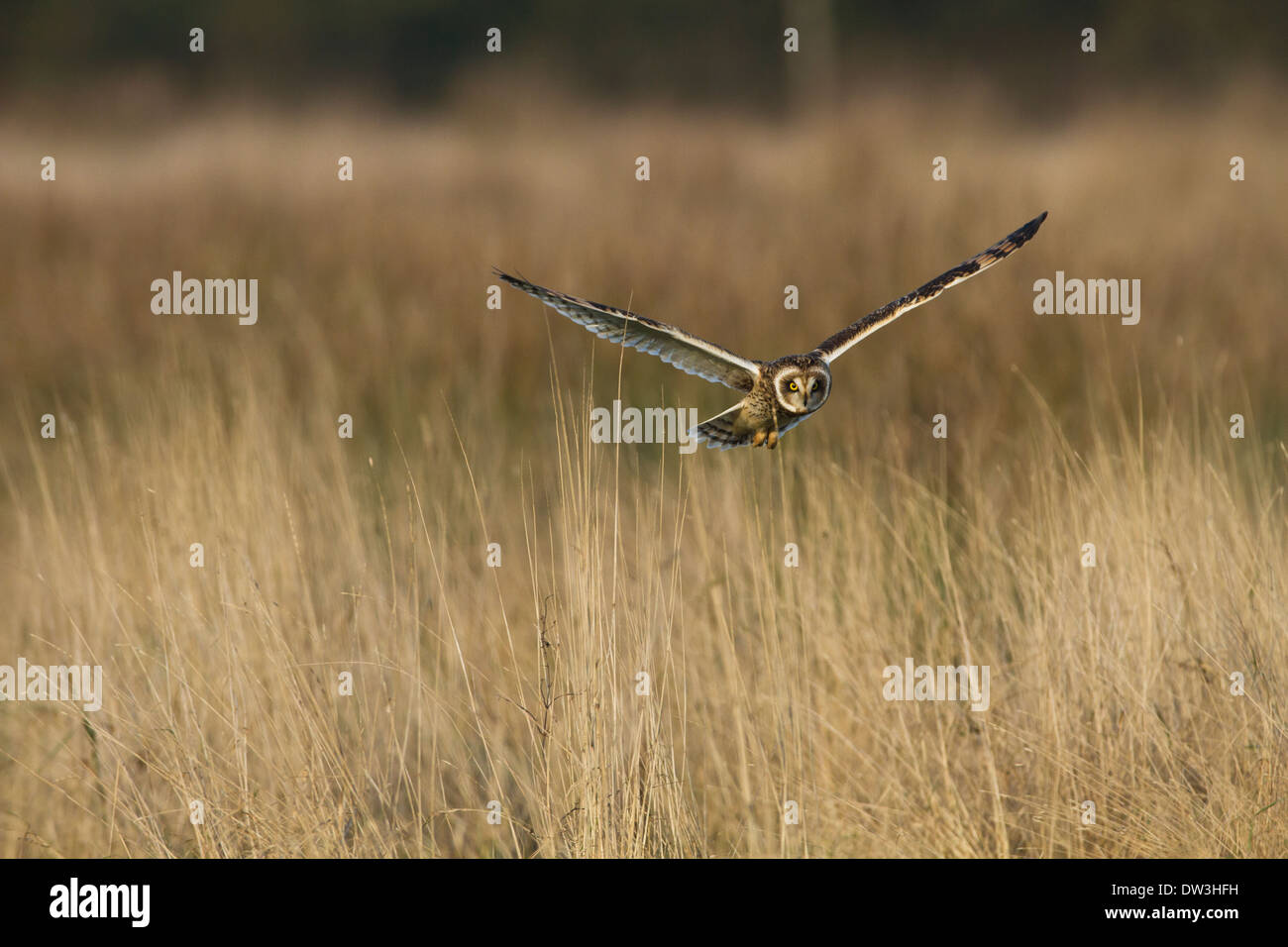 Short-eared owl (Asio flammeus) hunting over rough grassland at Pilling ...