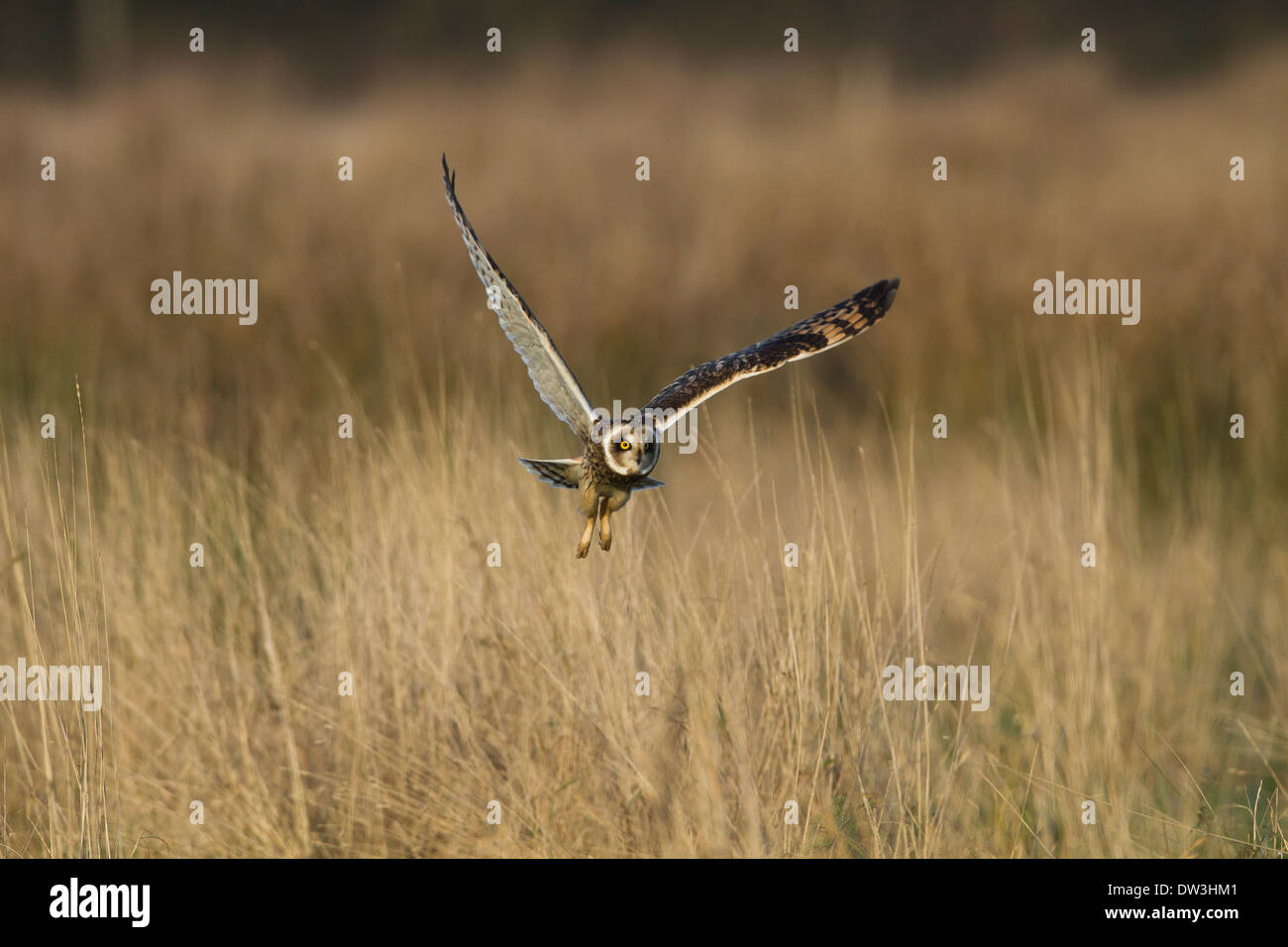 Short-eared owl (Asio flammeus) hunting over rough grassland at Pilling ...