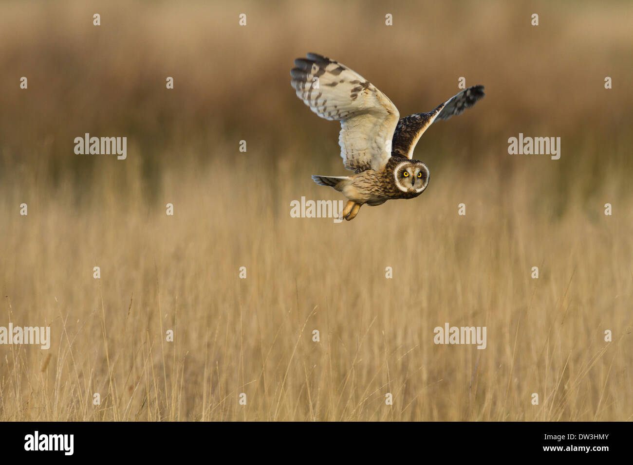 Short-eared owl (Asio flammeus) hunting over rough grassland at Pilling ...