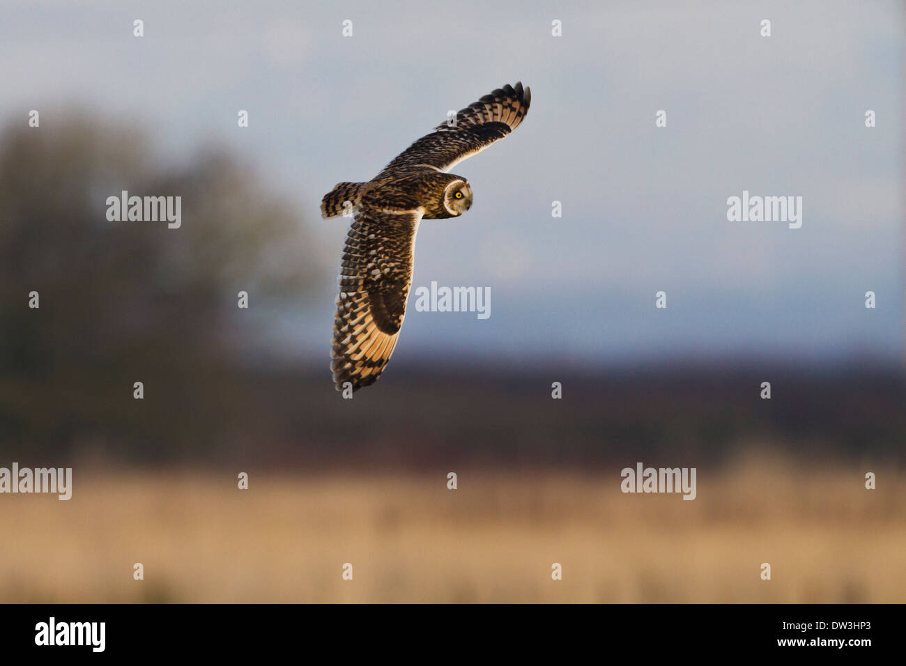 Short-eared owl (Asio flammeus) hunting over rough grassland at Pilling ...