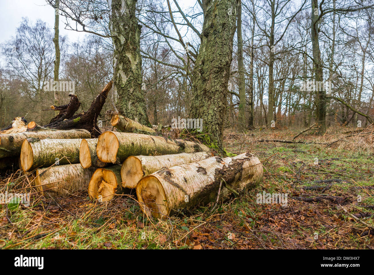 Logs in the forest Stock Photo - Alamy