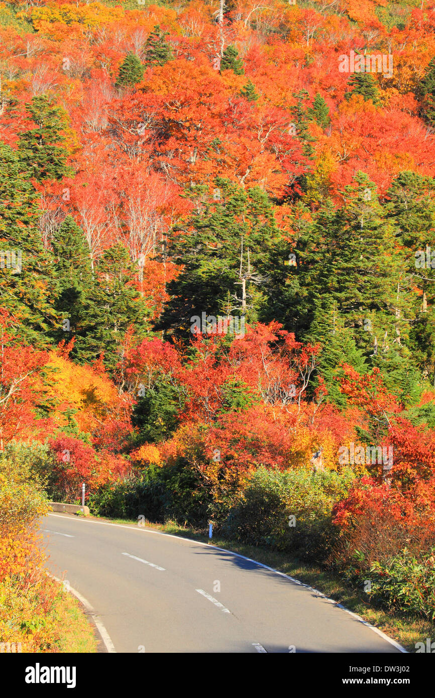 Road and Autumn trees Stock Photo - Alamy