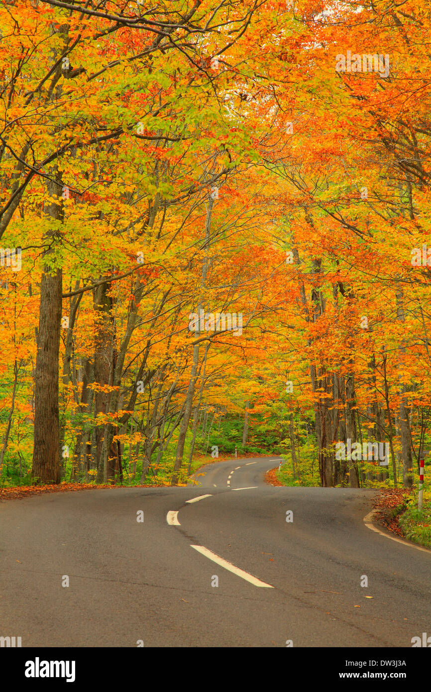 Road and Autumn trees Stock Photo - Alamy
