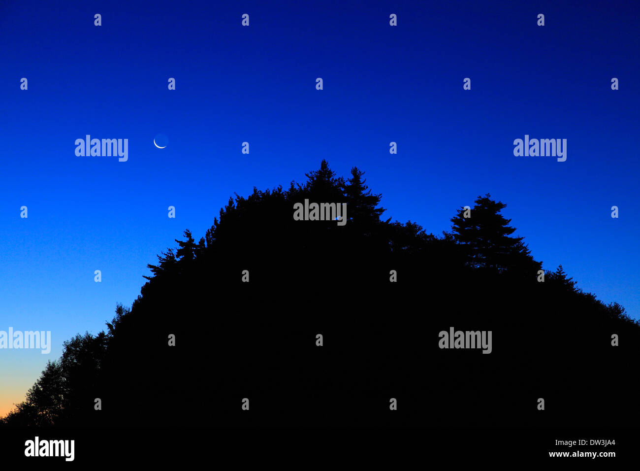 Trees at night Stock Photo - Alamy