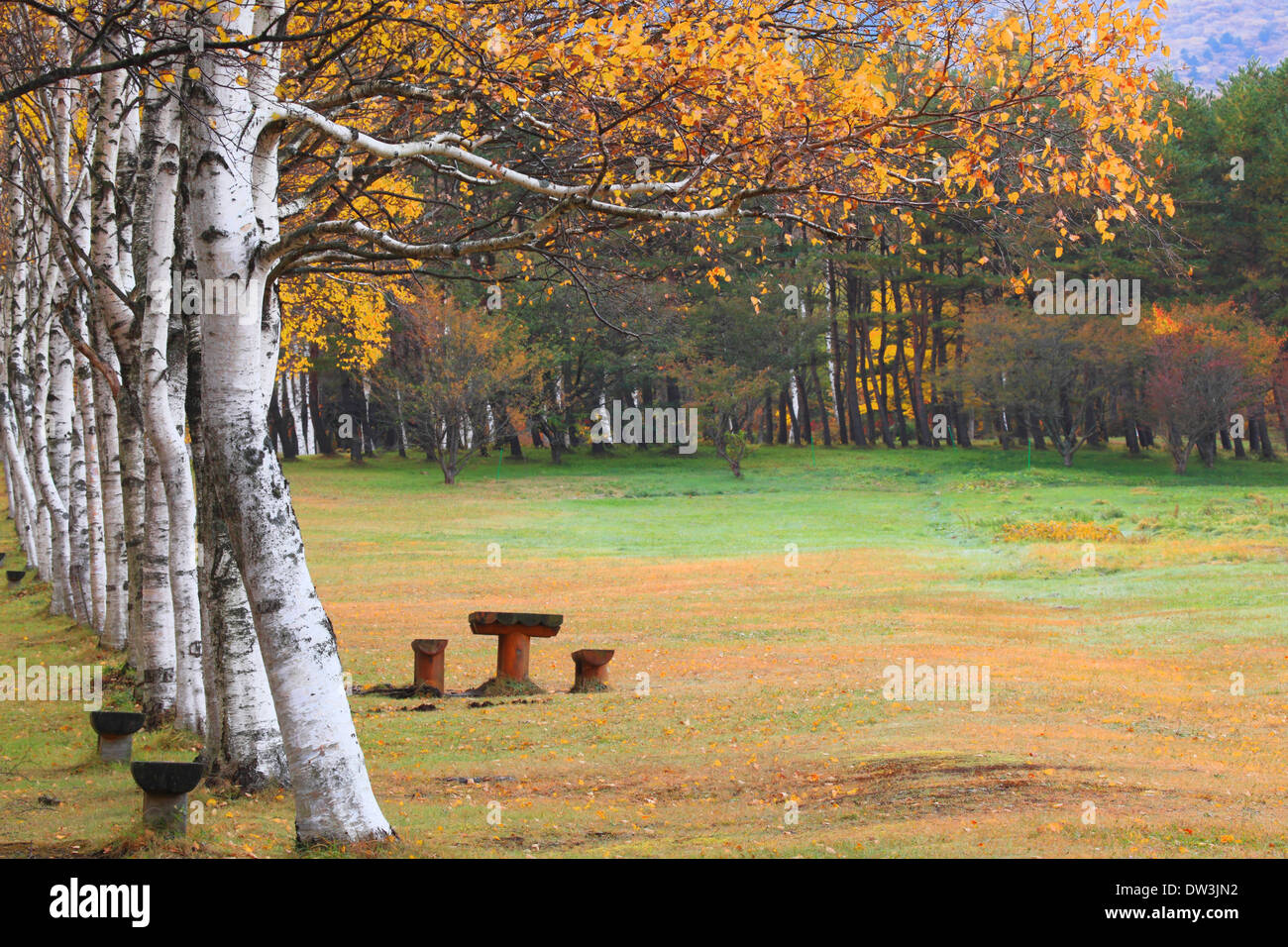 Birch trees and bench Stock Photo - Alamy