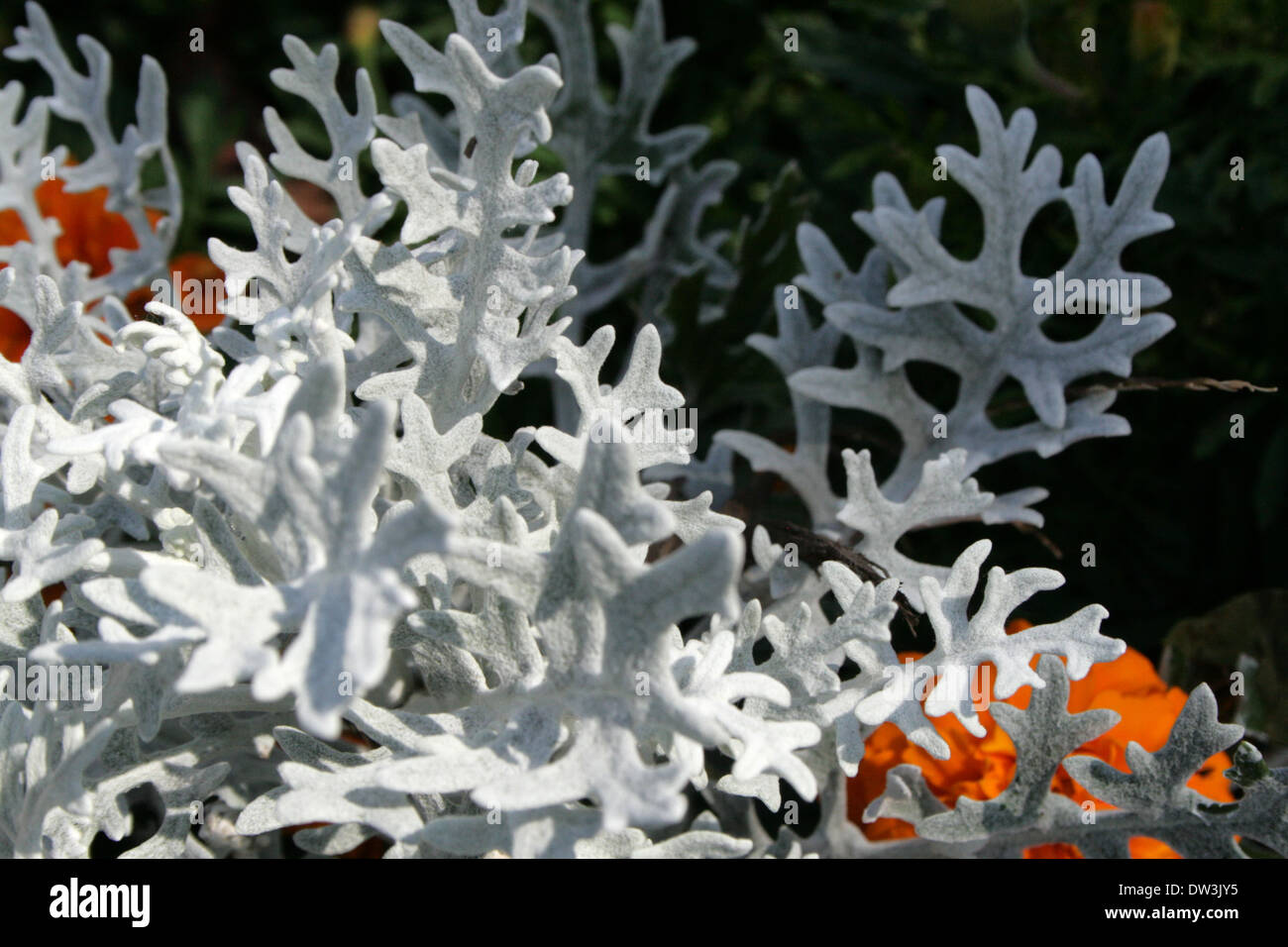 Ashen fern hi-res stock photography and images - Alamy