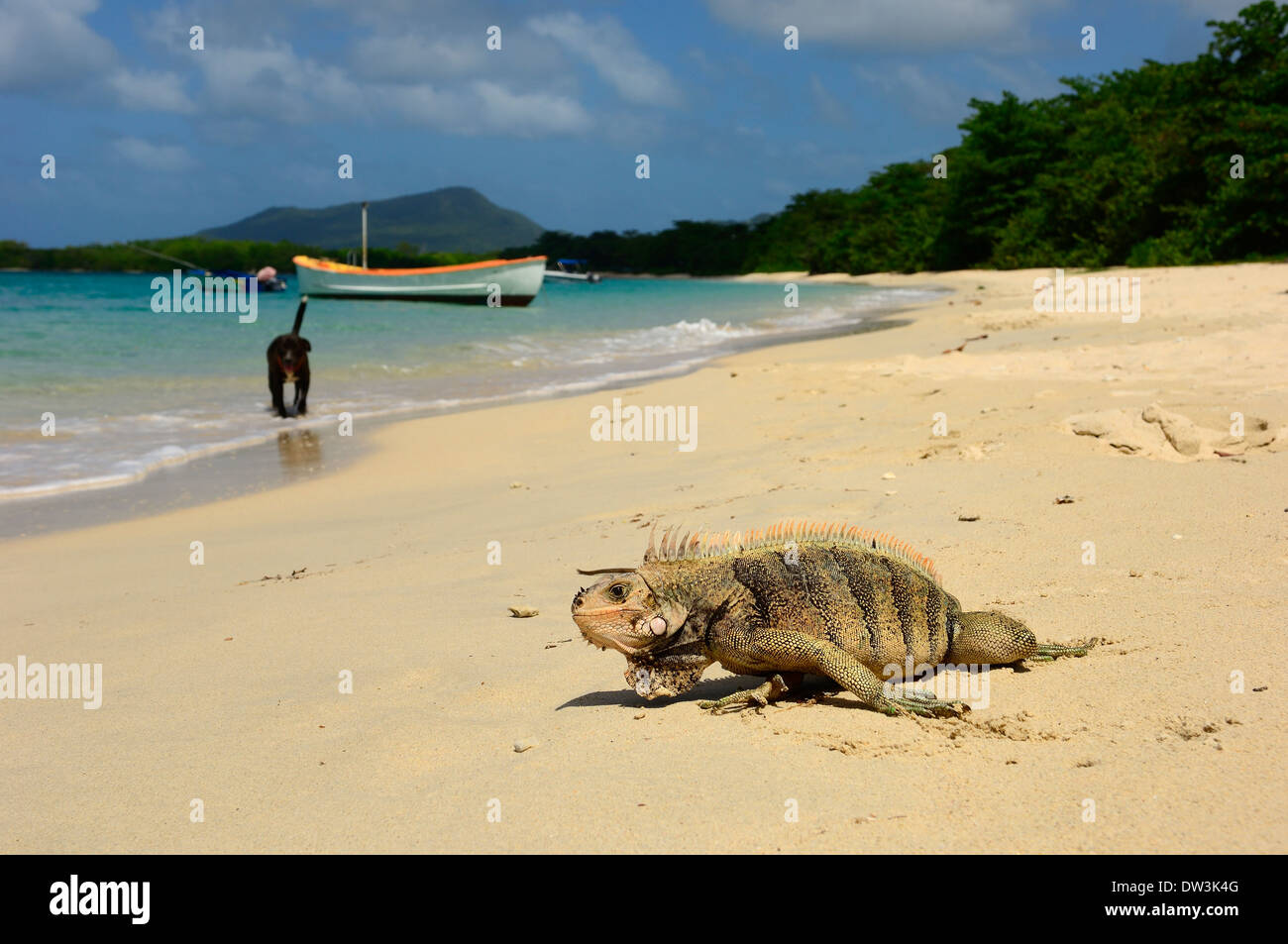 Carriacou island hi-res stock photography and images - Alamy