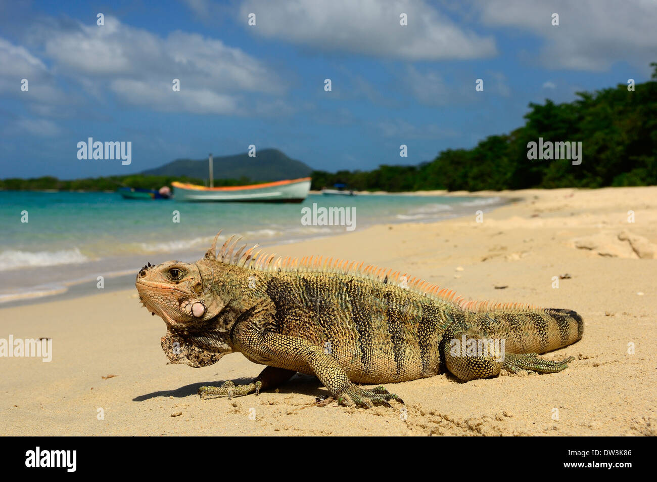 Grenada wildlife and animals hi-res stock photography and images - Alamy