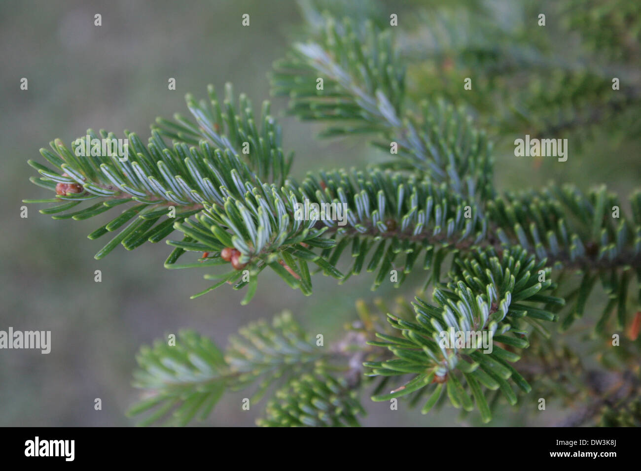 Evergreen tree branches in spring Stock Photo - Alamy
