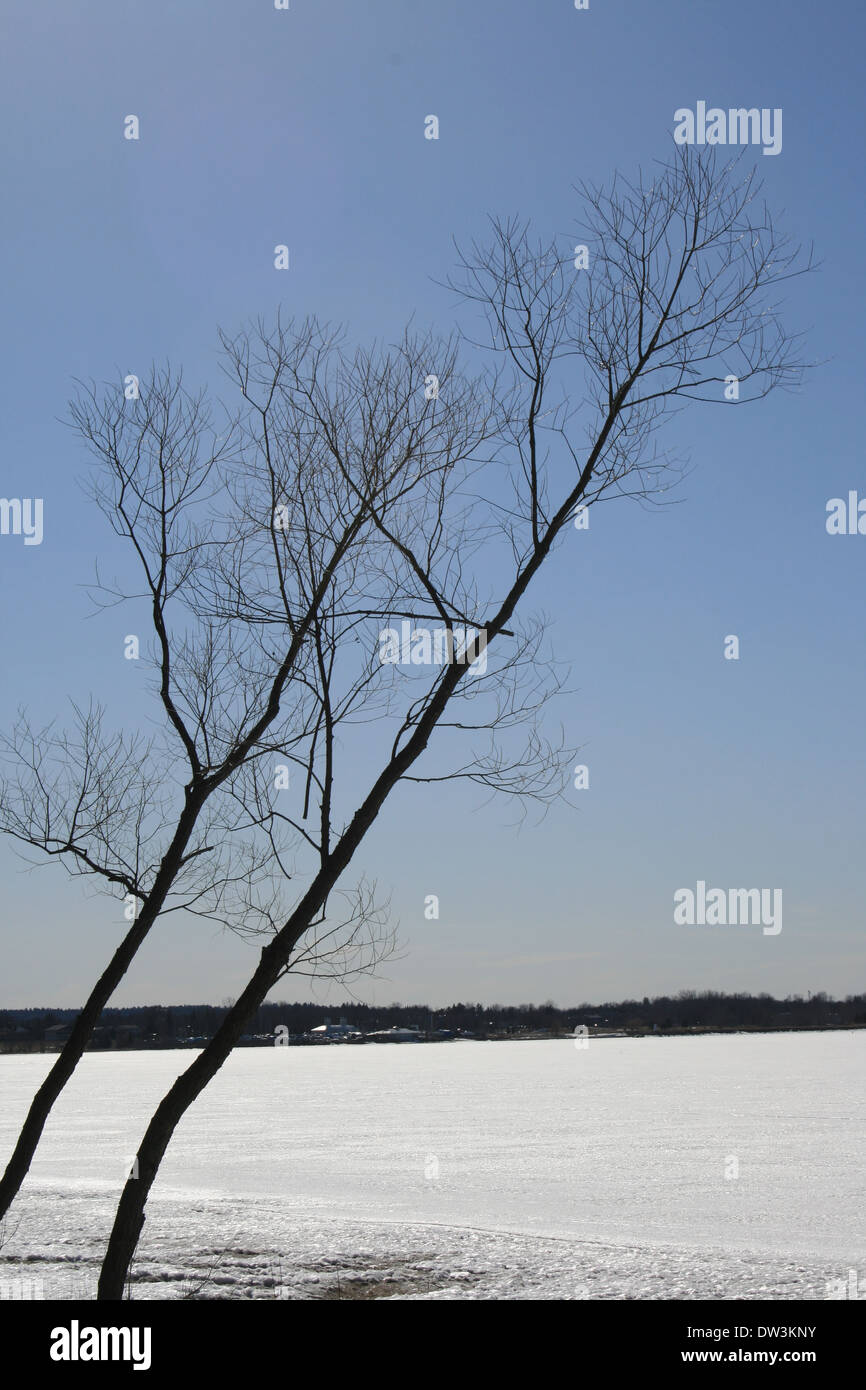 Two bare slanted trees over the frozen Ottawa river in winter Stock ...