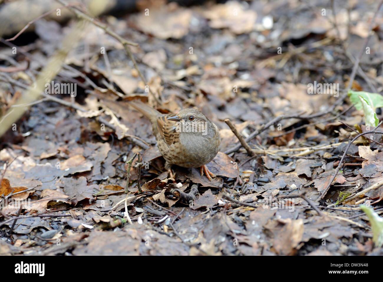Ground foraging hi-res stock photography and images - Alamy