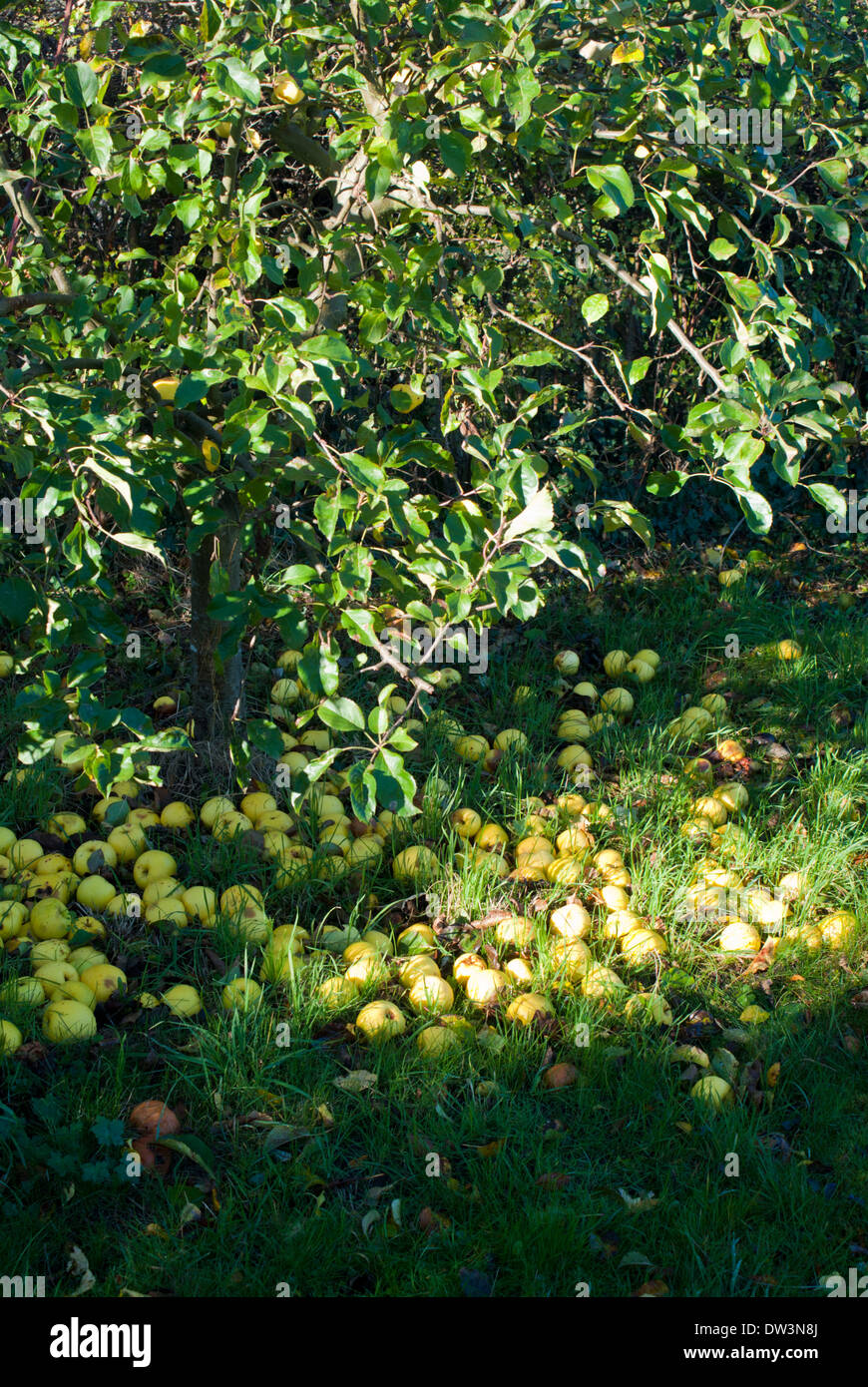 Windfall apples hi-res stock photography and images - Alamy