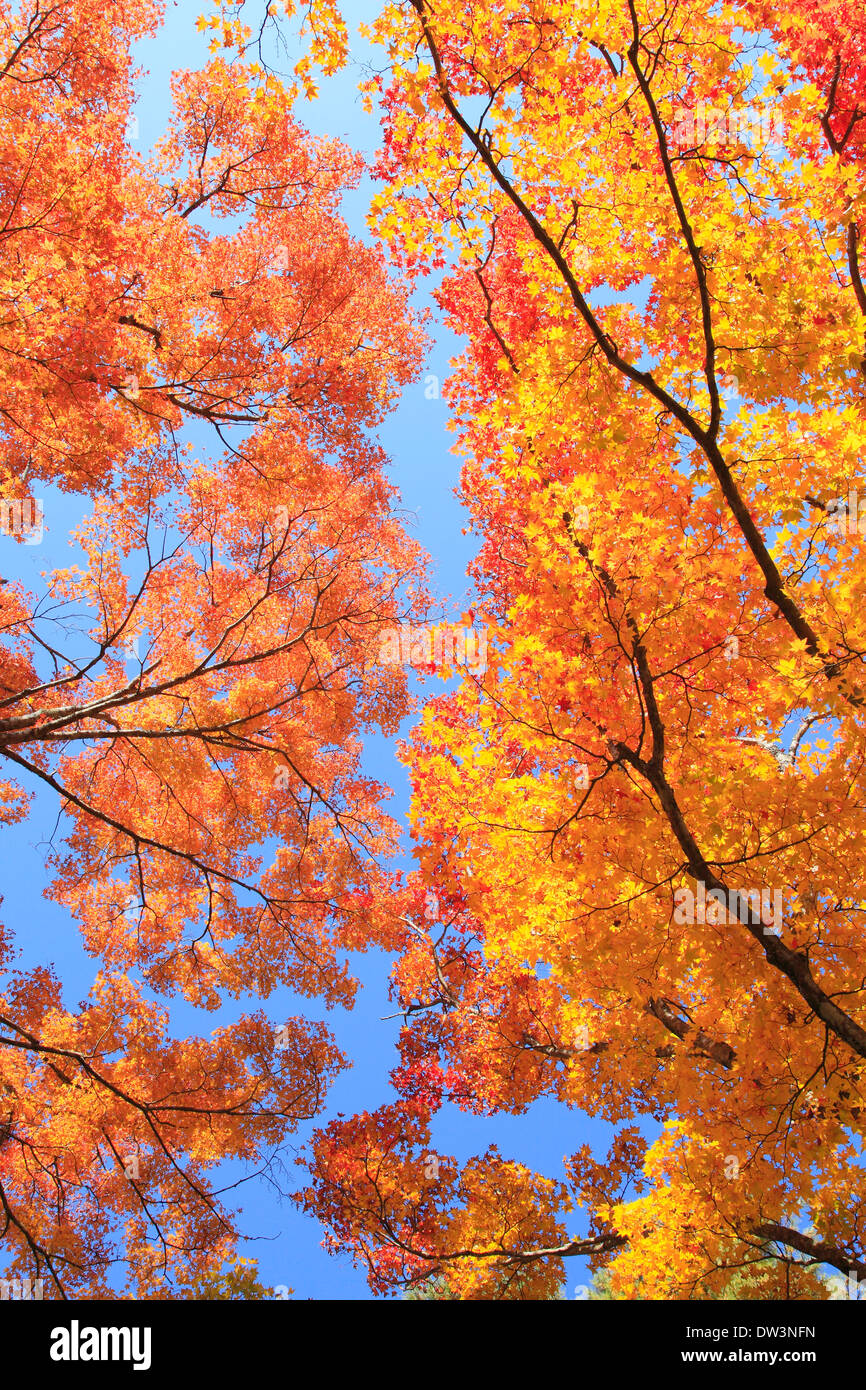 Maple trees and sky Stock Photo - Alamy