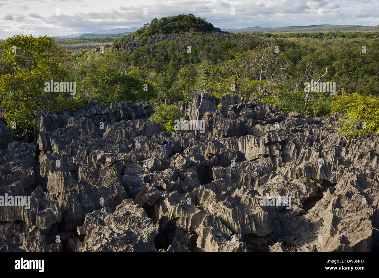 Tsingy eroded limestone formations at Ankarana Special Reserve near ...