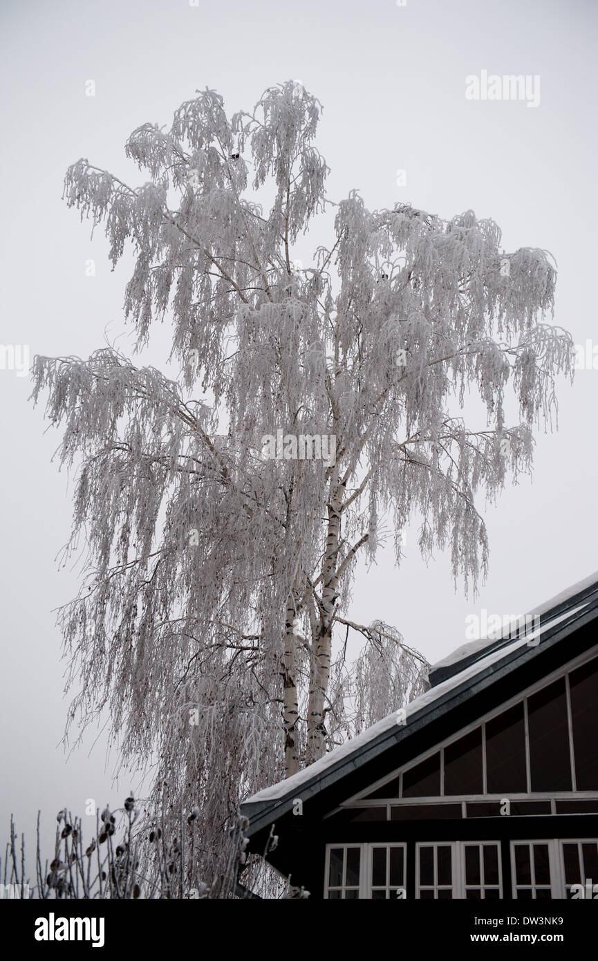 Tree under snow Stock Photo - Alamy