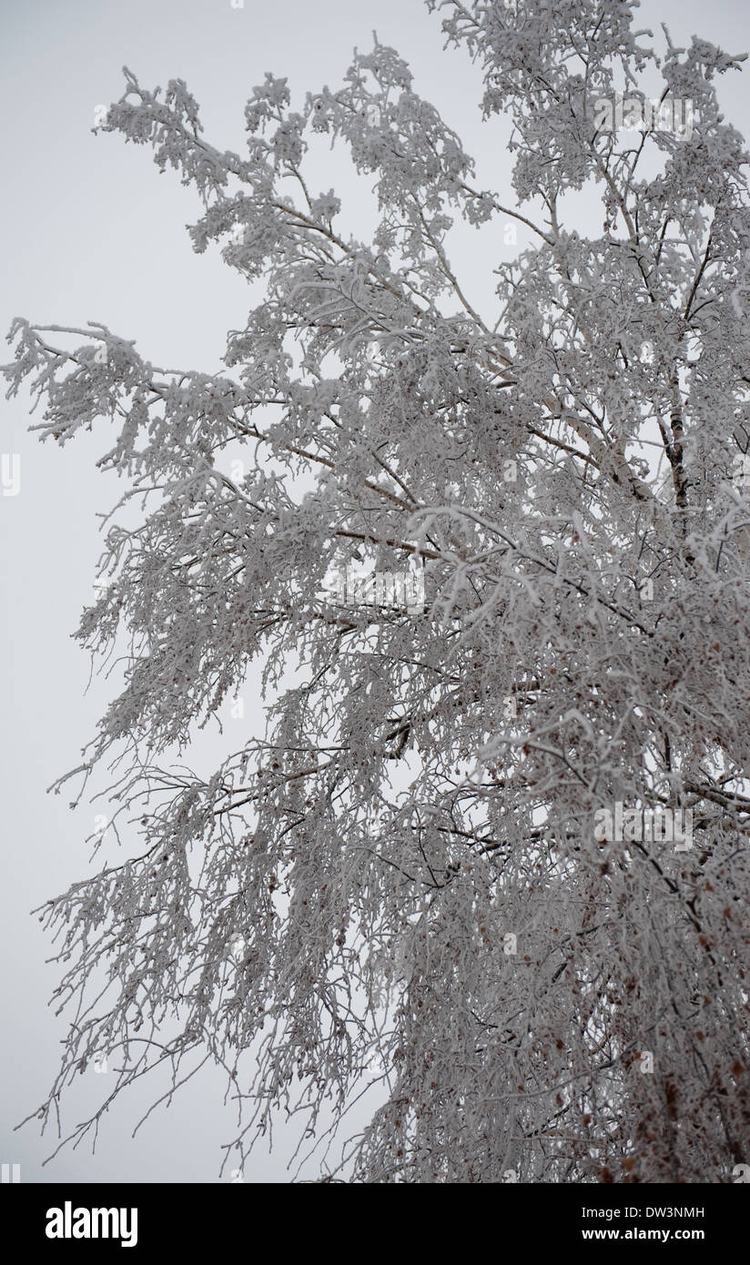 Tree under snow Stock Photo - Alamy