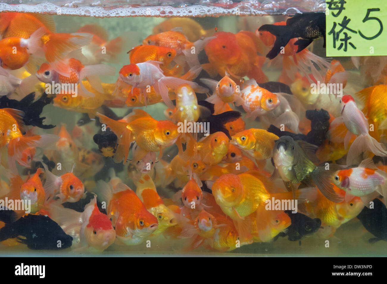 Crowded tank of goldfish for sale at the Goldfish Market, Tung Choi ...