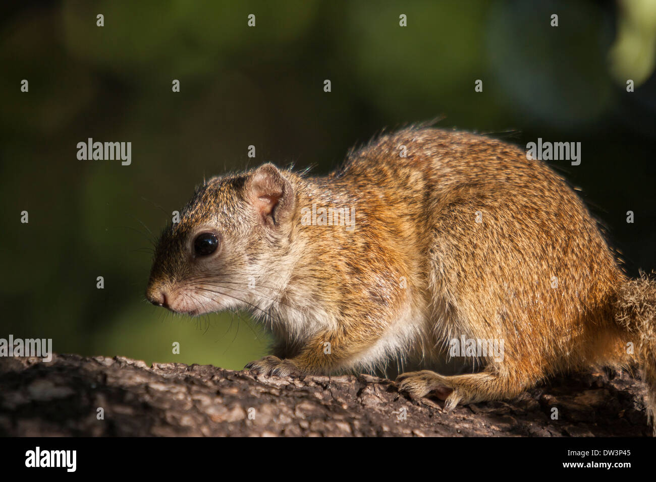 African Tree Squirrel or Smith's Bush Squirrel (Paraxerus cepapi Stock ...
