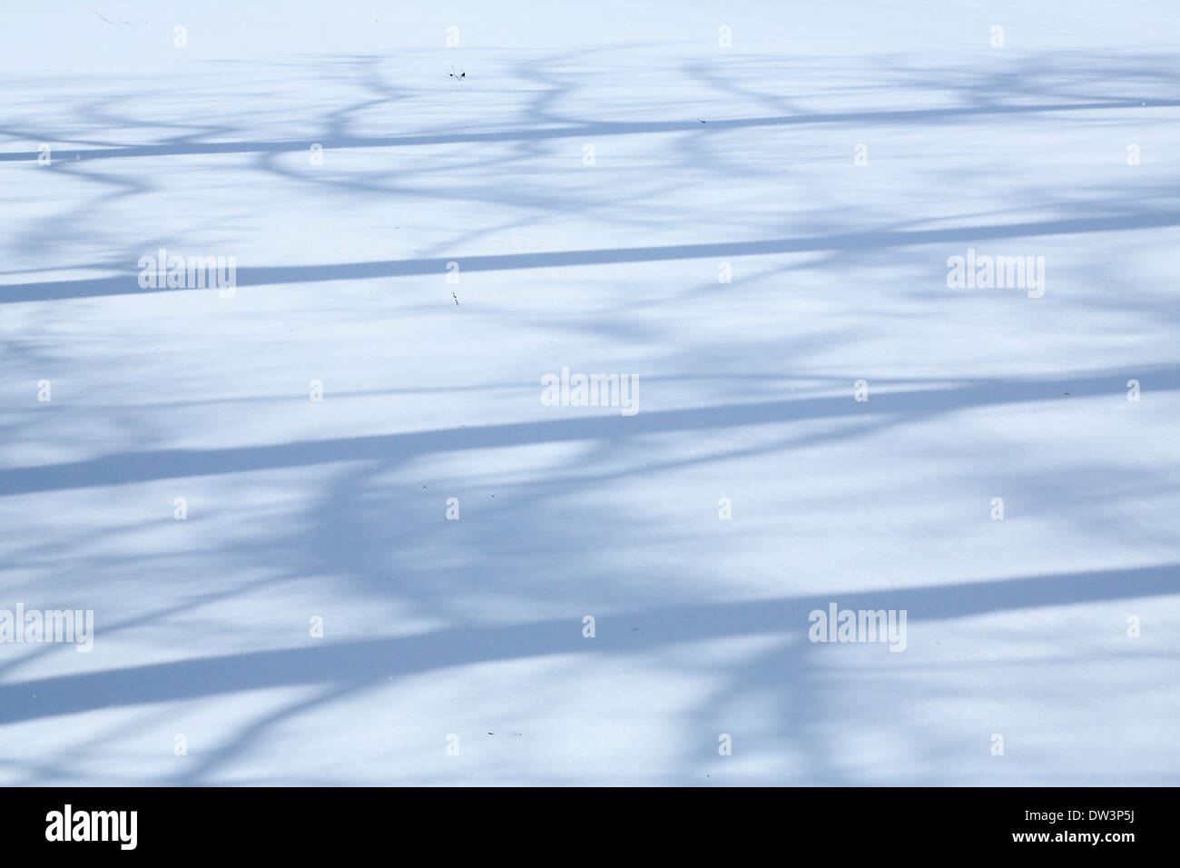 Tree shadows on snow Stock Photo - Alamy