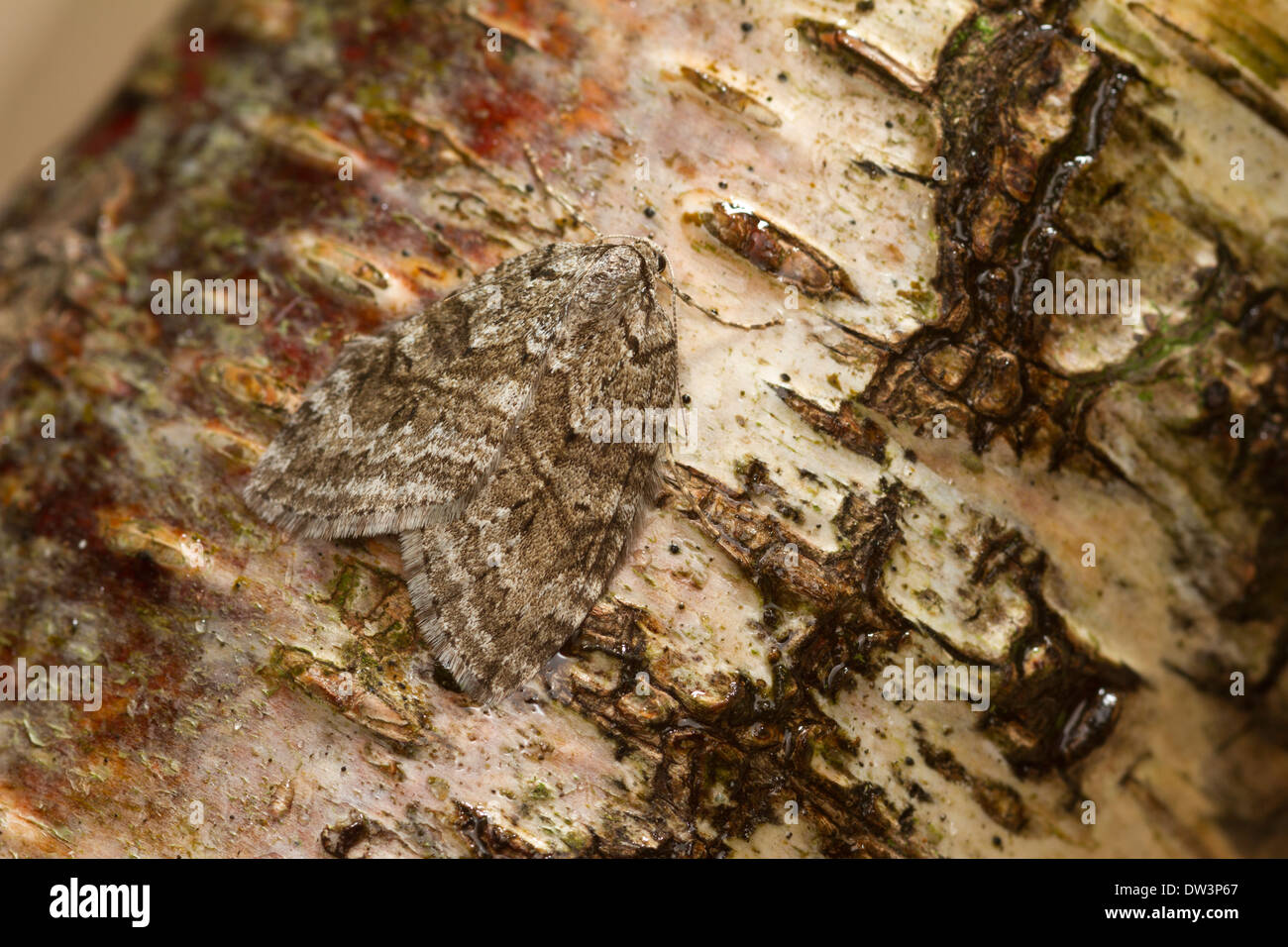 Moths hidden hi-res stock photography and images - Alamy