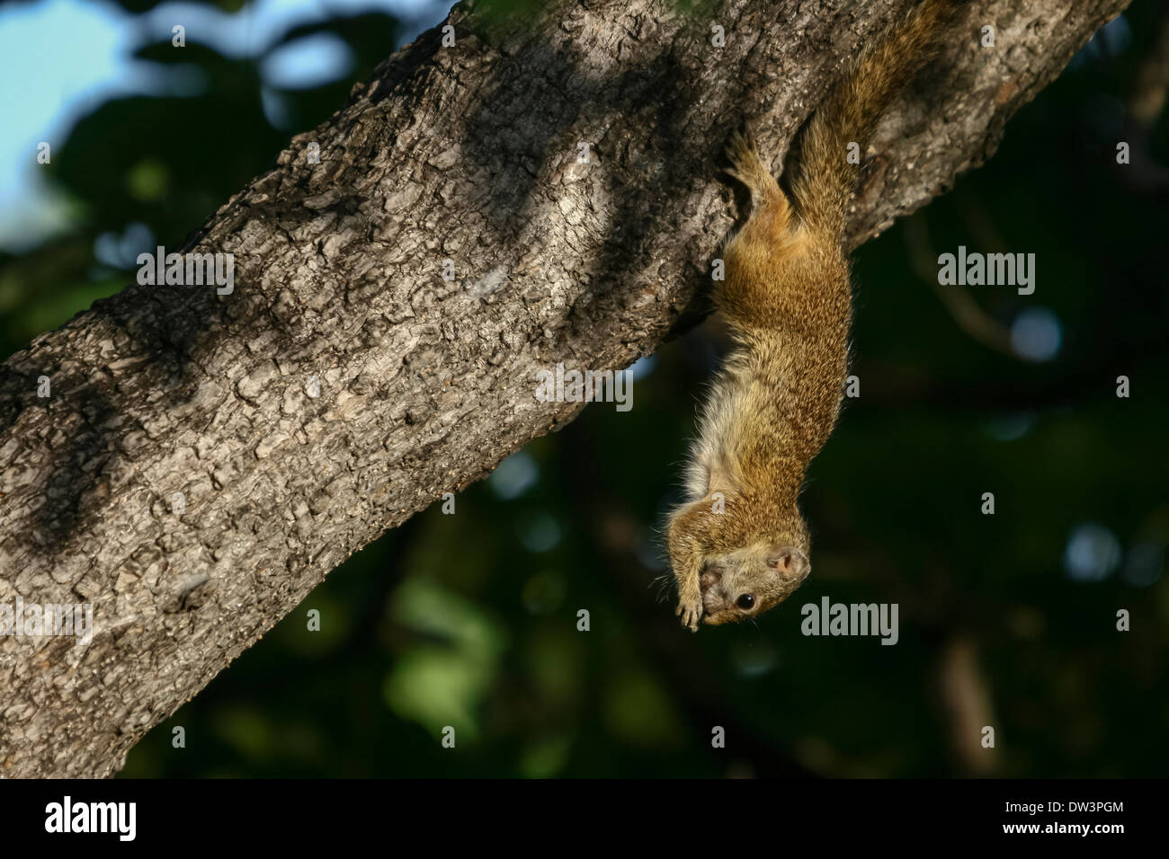 African Tree Squirrel or Smith's Bush Squirrel (Paraxerus cepapi Stock ...