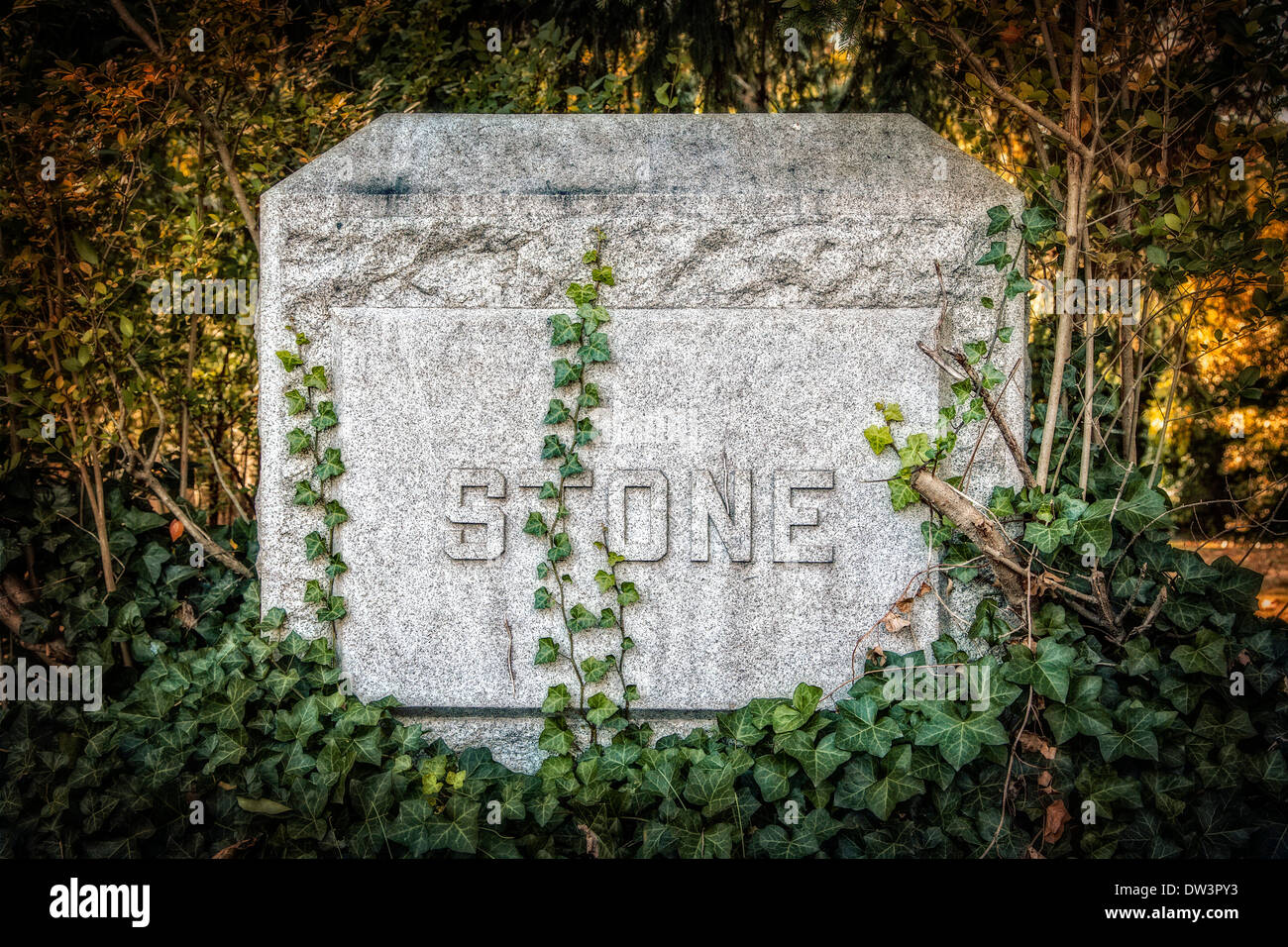 Tombstone at Machpelah cemetery with vine growing on it Stock Photo - Alamy