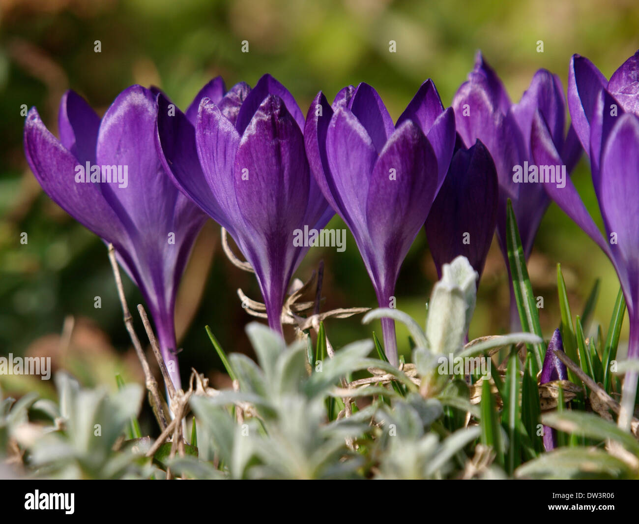 Crocus side view hi-res stock photography and images - Alamy
