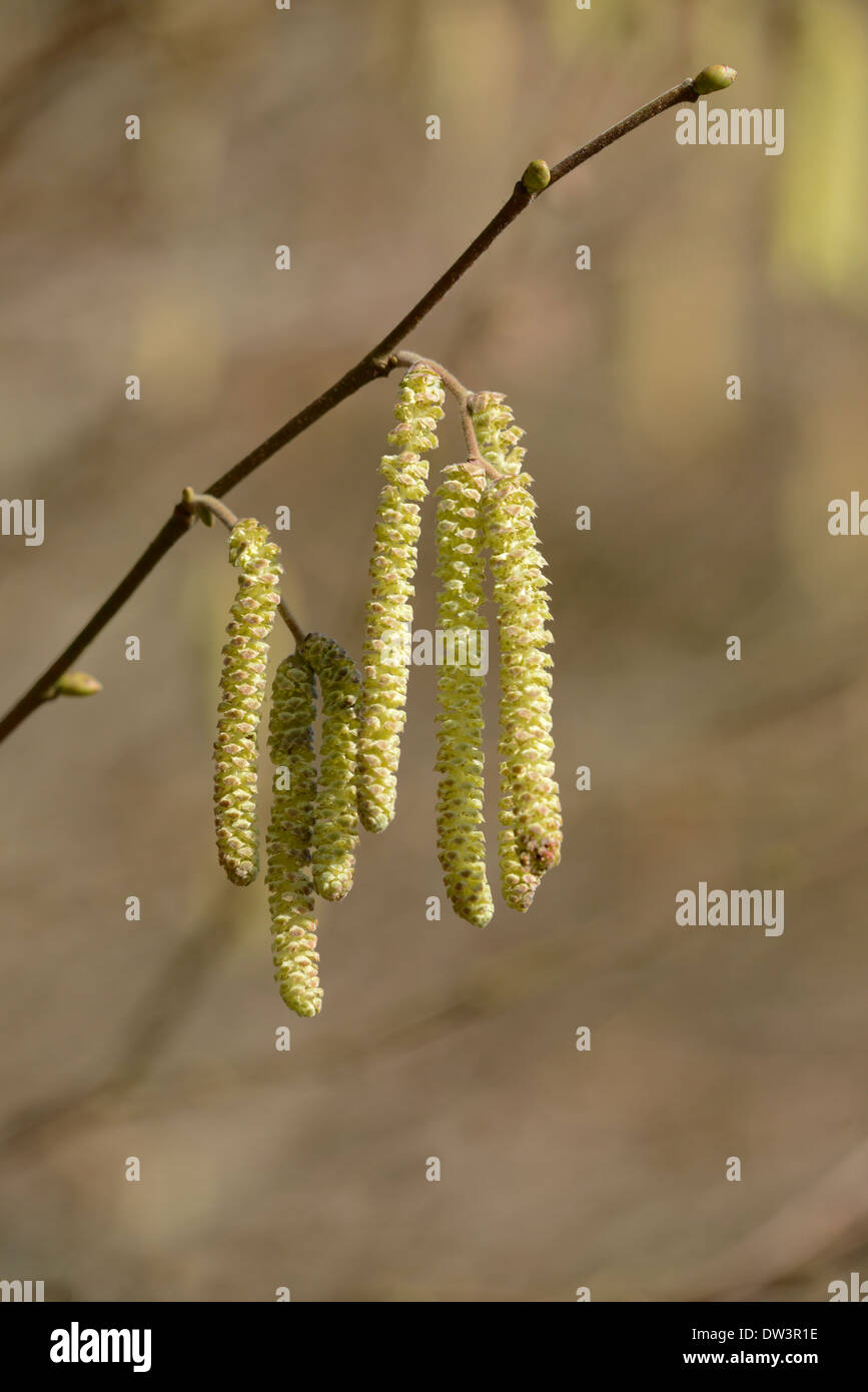 Catkins of common hazel (Corylus avellana). These are all male flowers ...