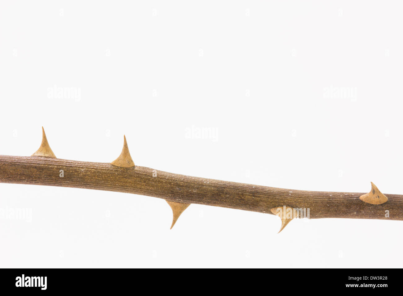 Outdoor thorn Cut Out Stock Images & Pictures - Alamy