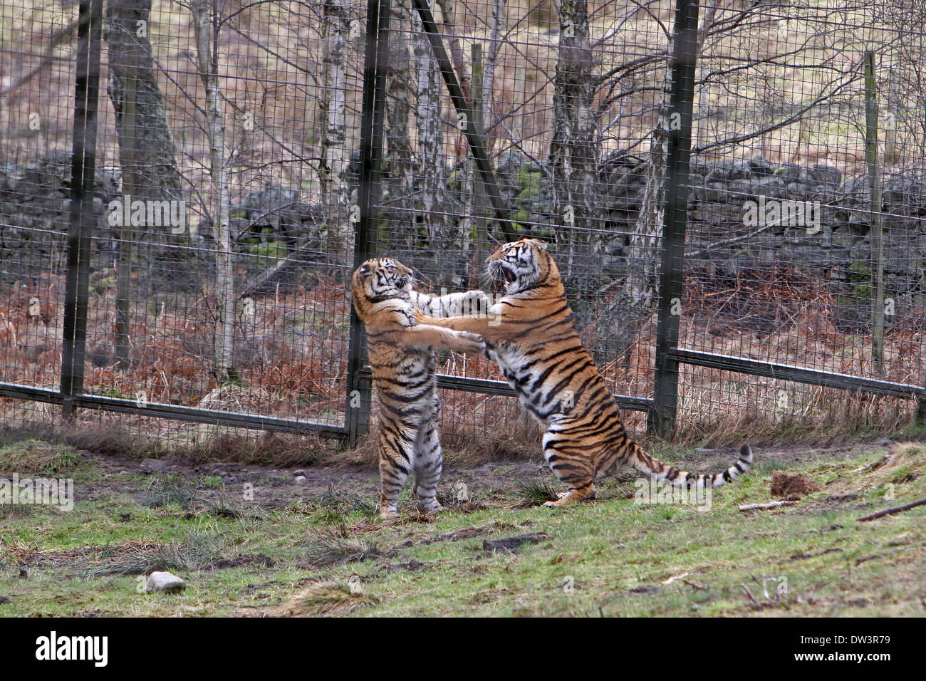 Amur Tiger Feeding High Resolution Stock Photography and Images - Alamy