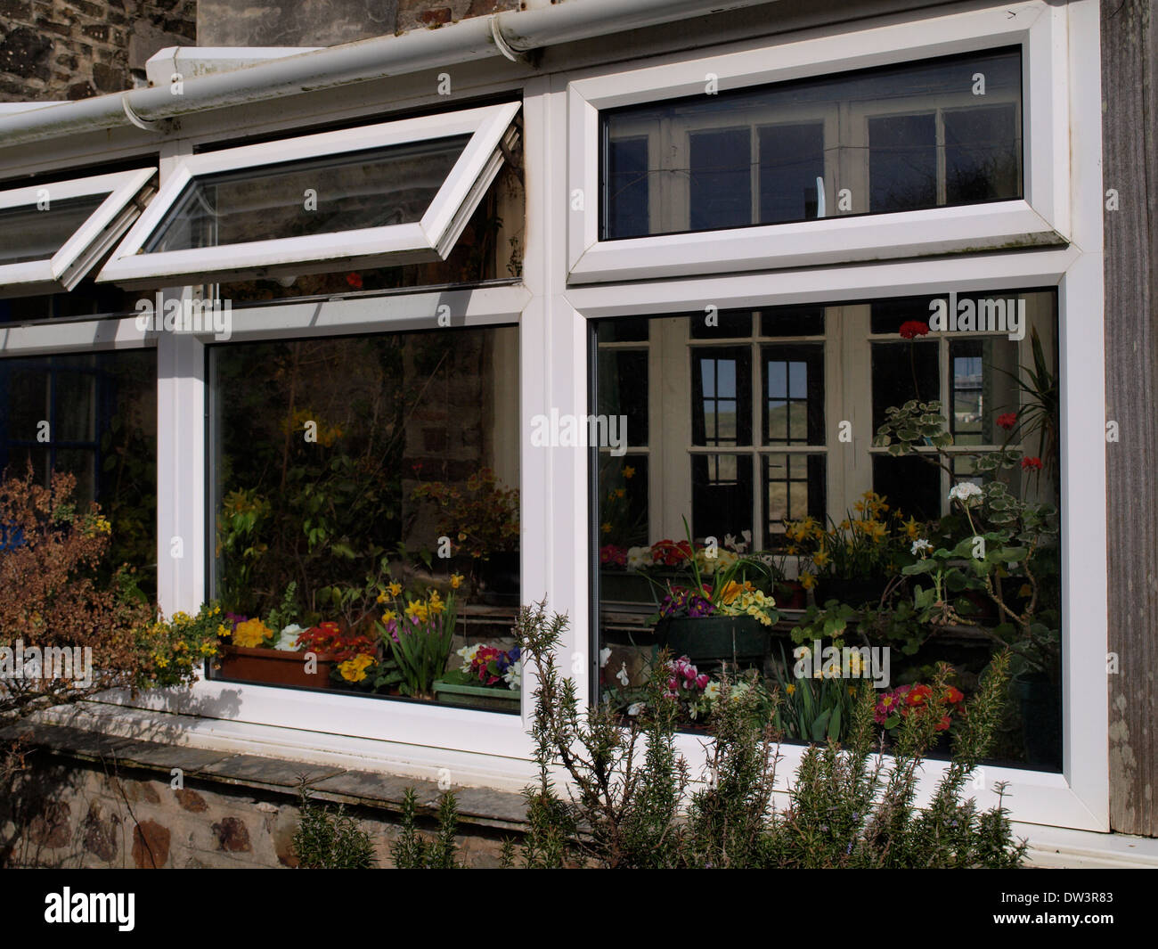 Conservatory full of flowers, Cornwall, UK Stock Photo - Alamy