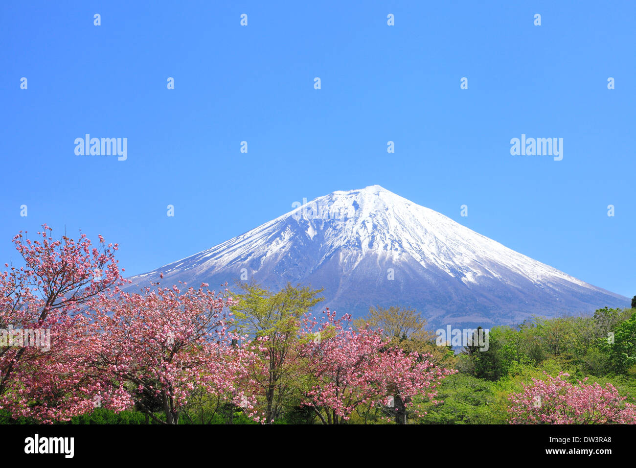Hakone national park cherry blossoms hi-res stock photography and ...