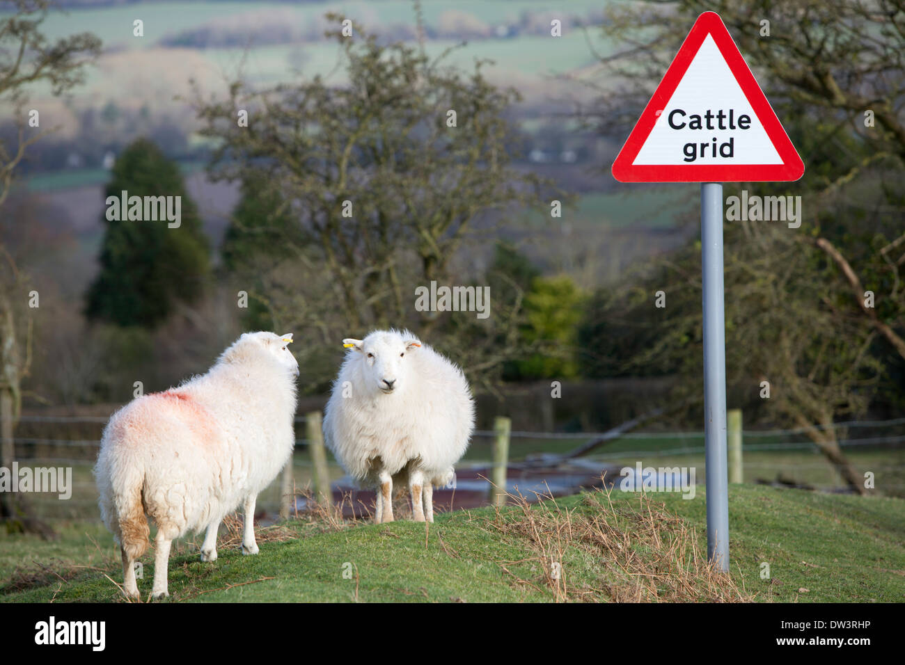Sheep grid hi-res stock photography and images - Alamy