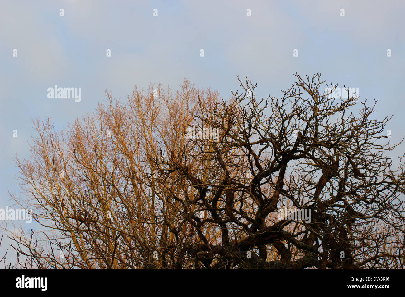The outline of treetops hi-res stock photography and images - Alamy